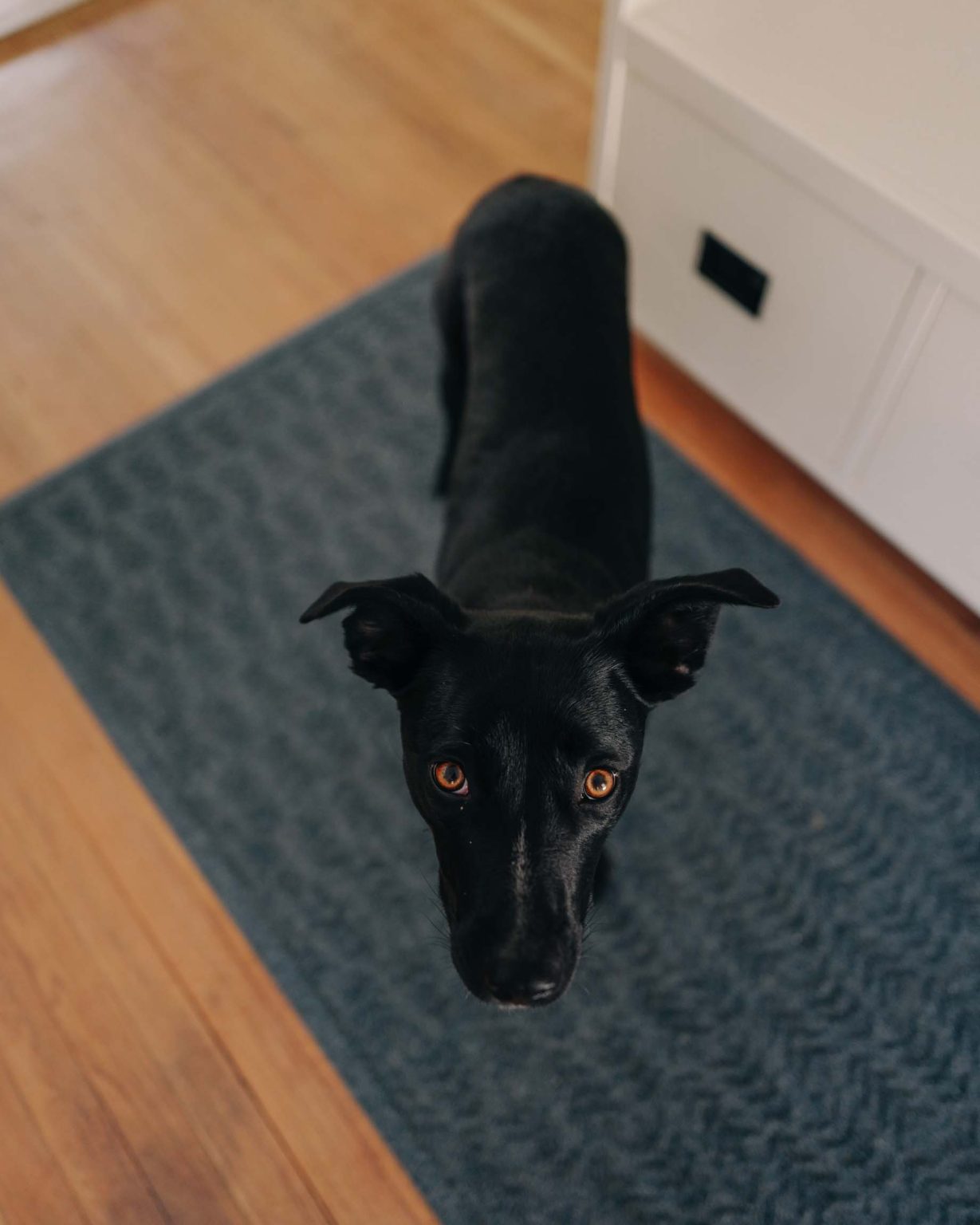 Waterhog Doormats | The Best Doormats