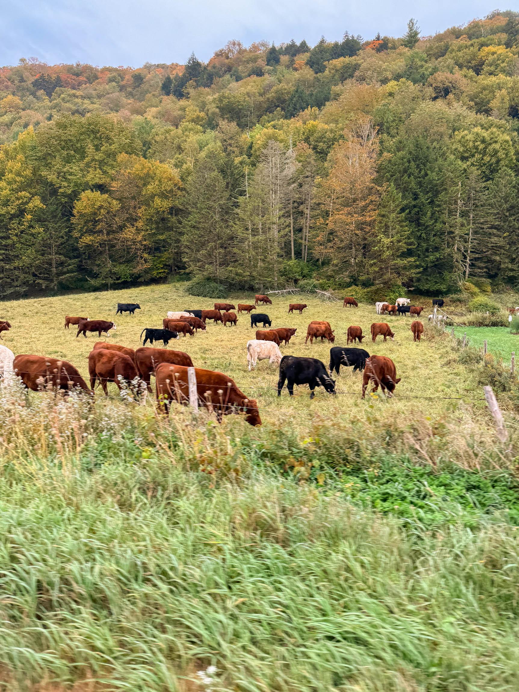 Best Scenic Drives in Vermont During Fall | The New England Guide